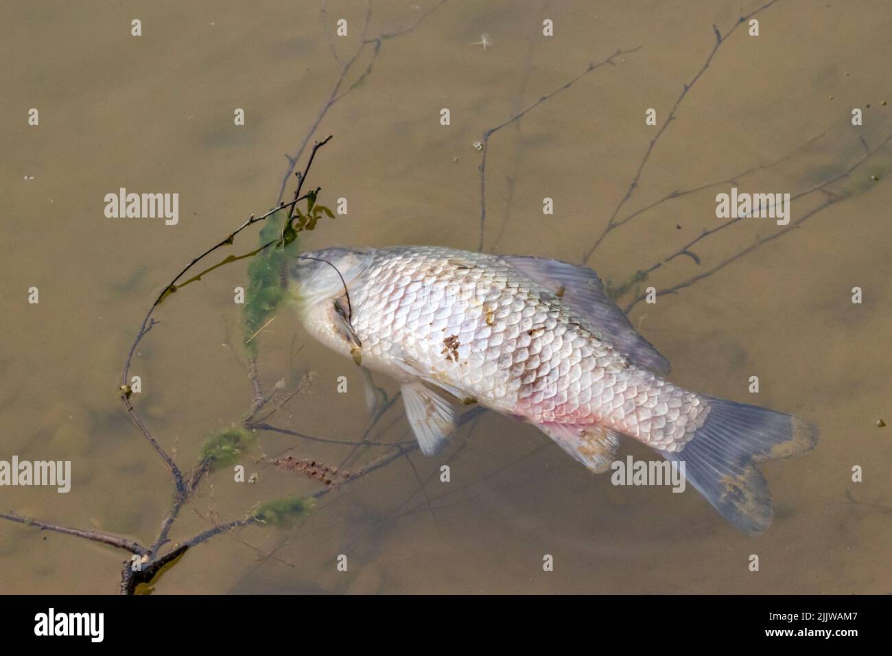 A dead fish floated in the dark dirty water Stock Photo - Alamy