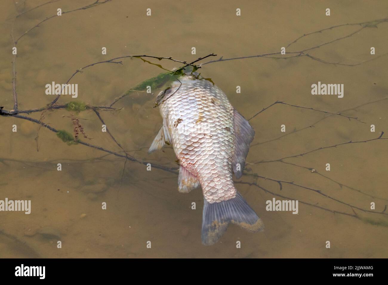 A dead fish floated in the dark dirty water Stock Photo - Alamy