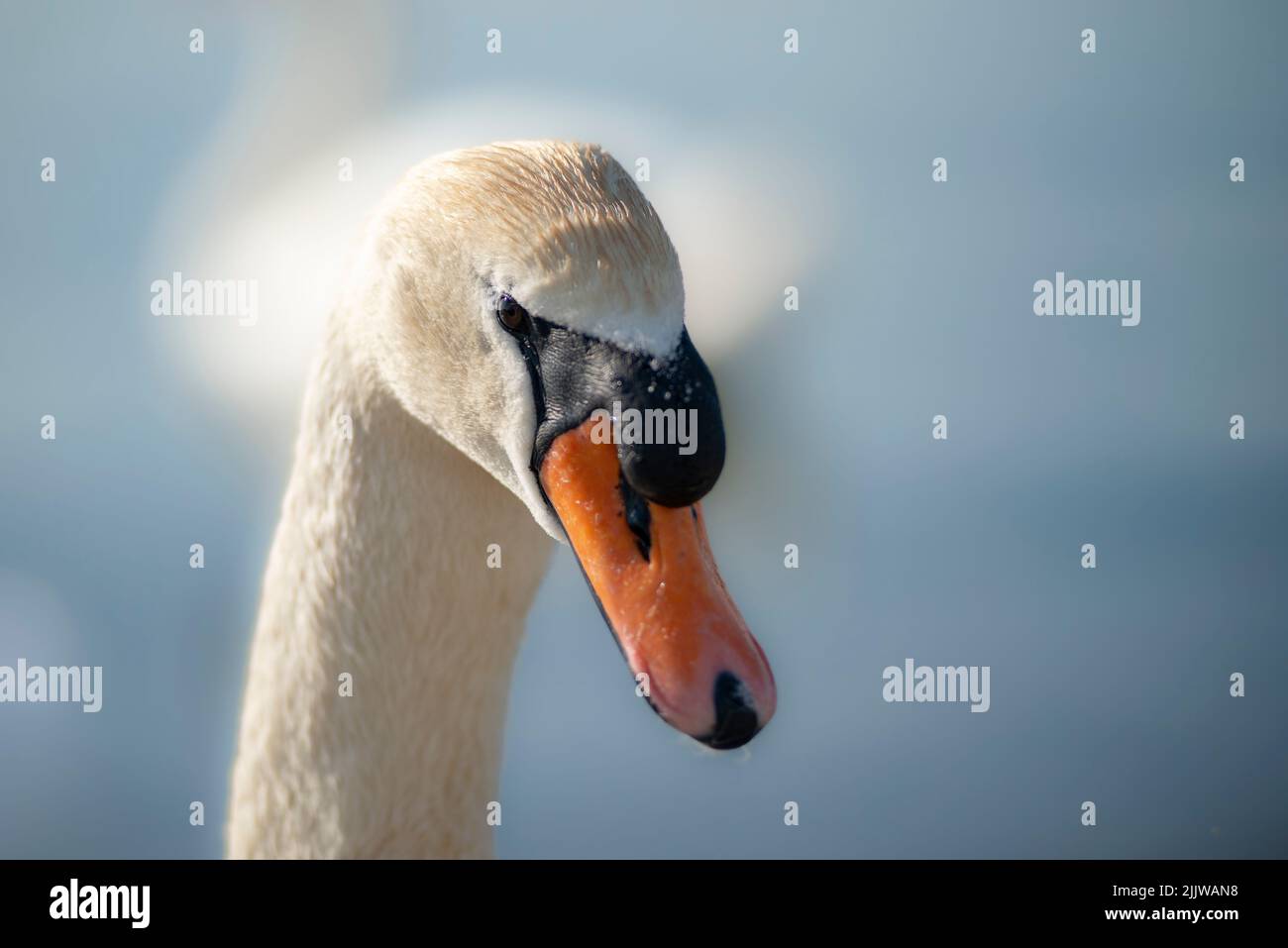 Swan face hi-res stock photography and images - Alamy
