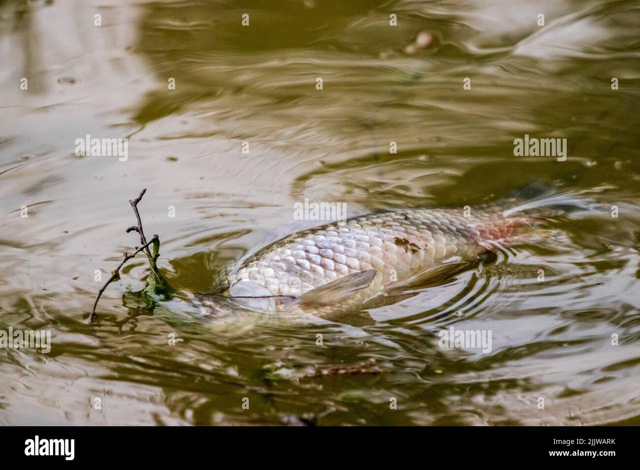 A dead fish floated in the dark dirty water Stock Photo - Alamy