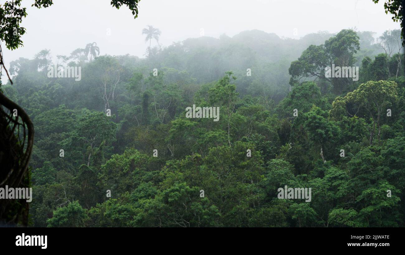 A view of a tropical equatorial rainforest with a lot of humidity and ...