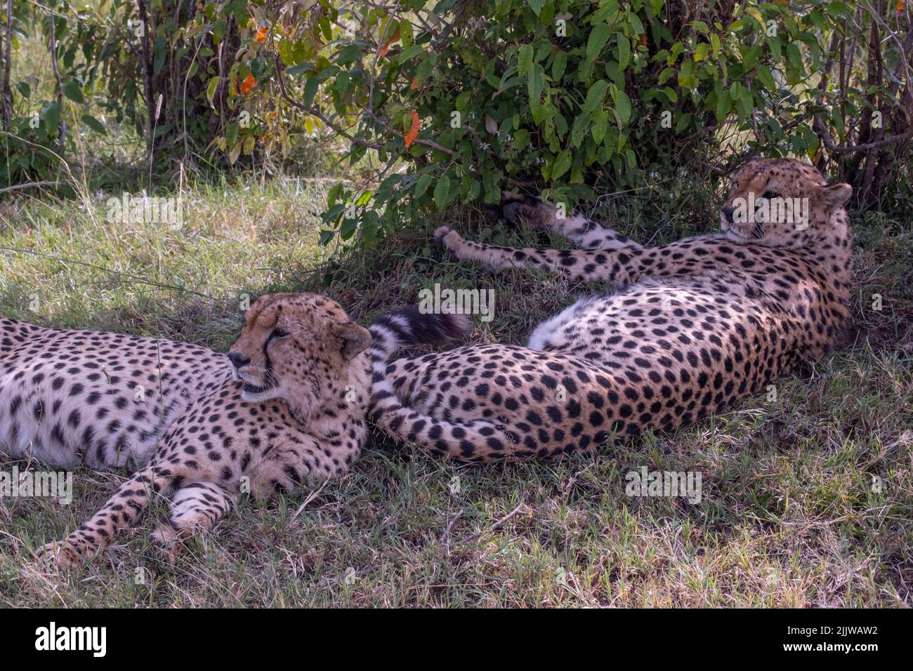 African cheetahs hi-res stock photography and images - Alamy