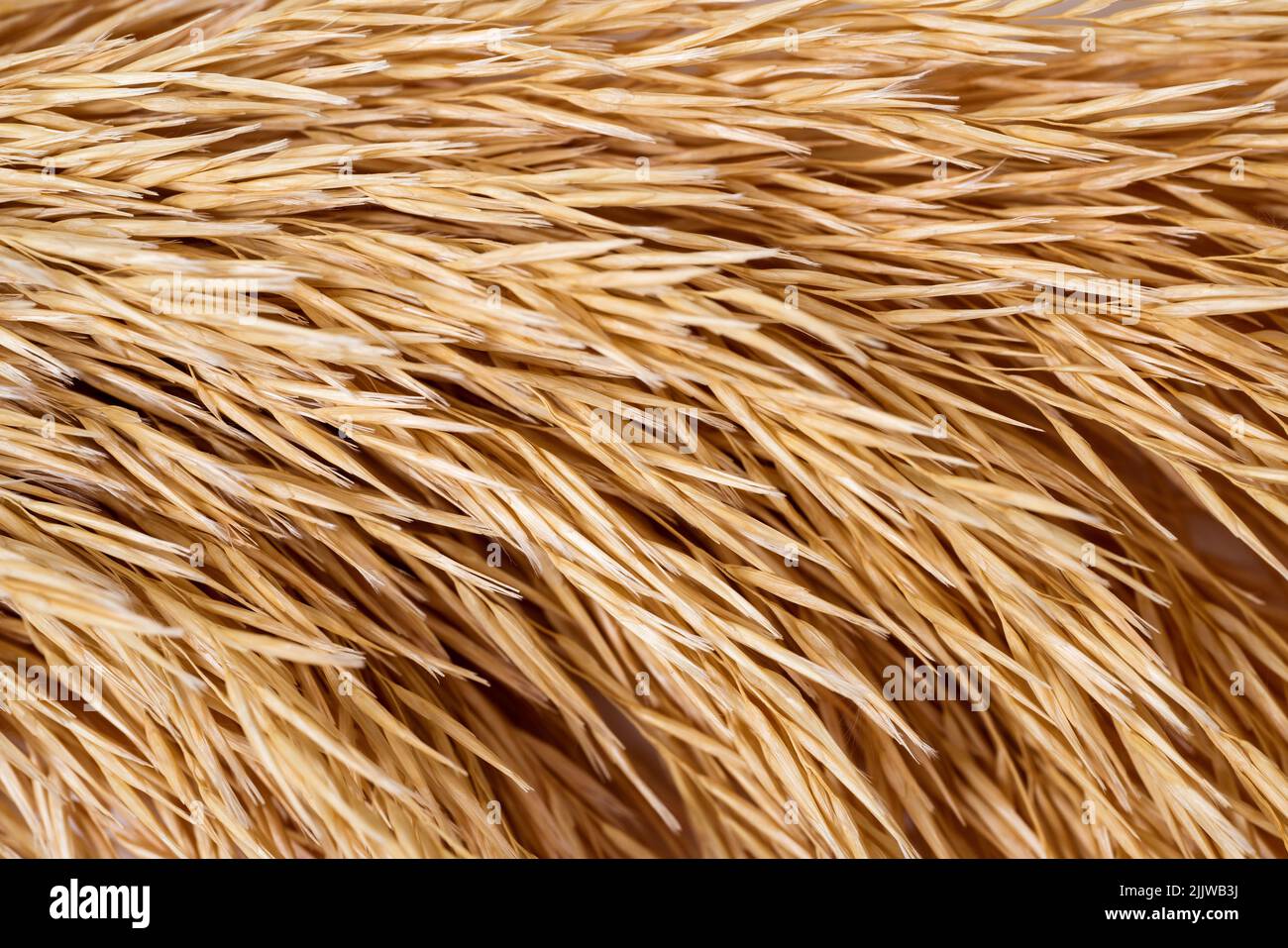 Macro Photography of natural dry straw pattern. Abstract horizontal ...