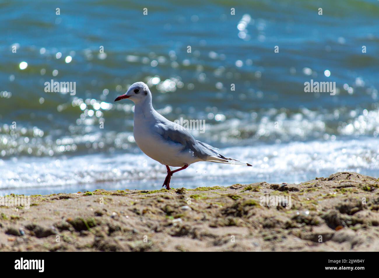Seagull walking on sandy seashore Stock Photo - Alamy