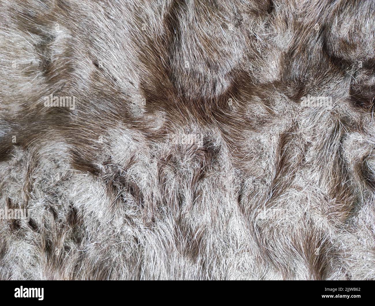 White reindeer hi-res stock photography and images - Alamy