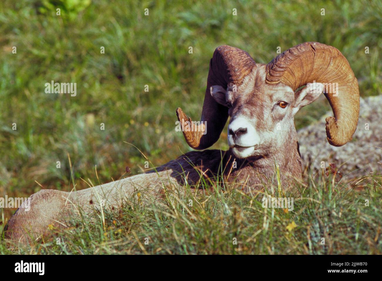 bighorn ram resting on a slope below logan pass in glacier national ...