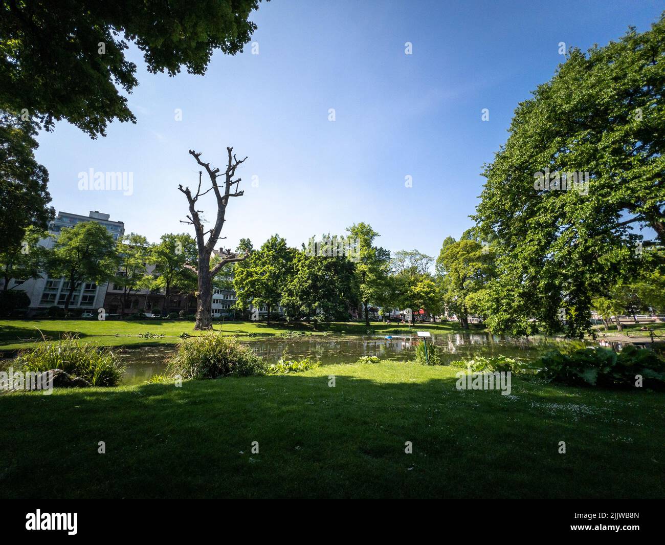 A mesmerizing public park view with green vegetation and a pond in ...