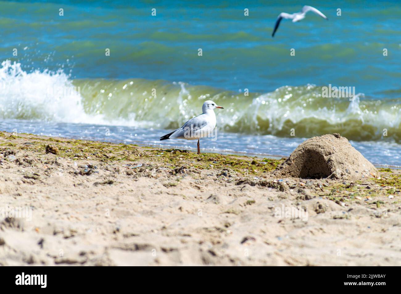Seagull walking on sandy seashore Stock Photo - Alamy