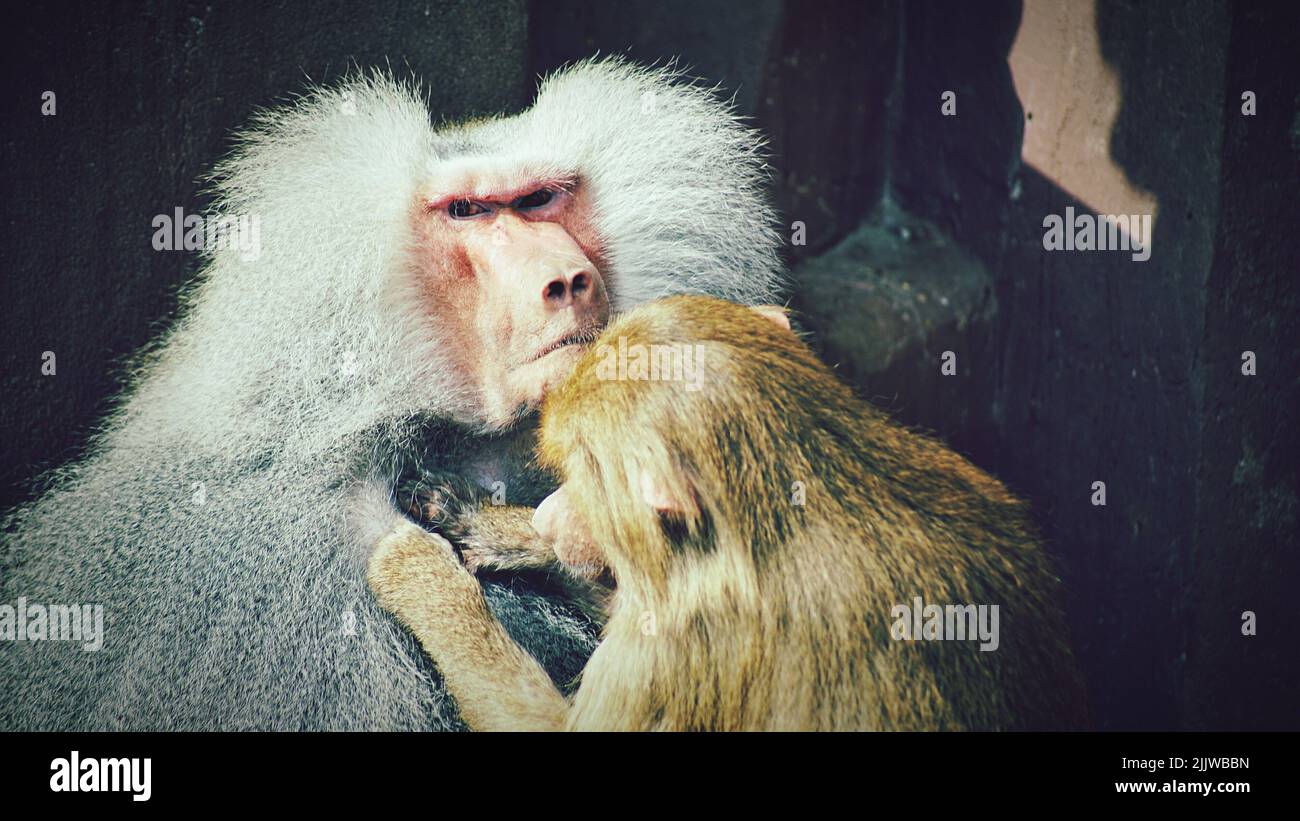 The view of the two apes in the zoo Stock Photo - Alamy
