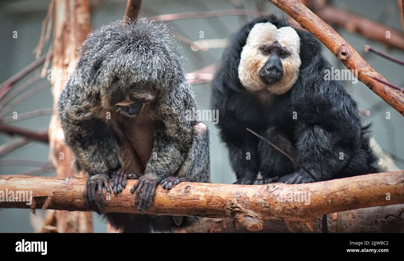 The two monkeys sitting on a wooden branch Stock Photo - Alamy