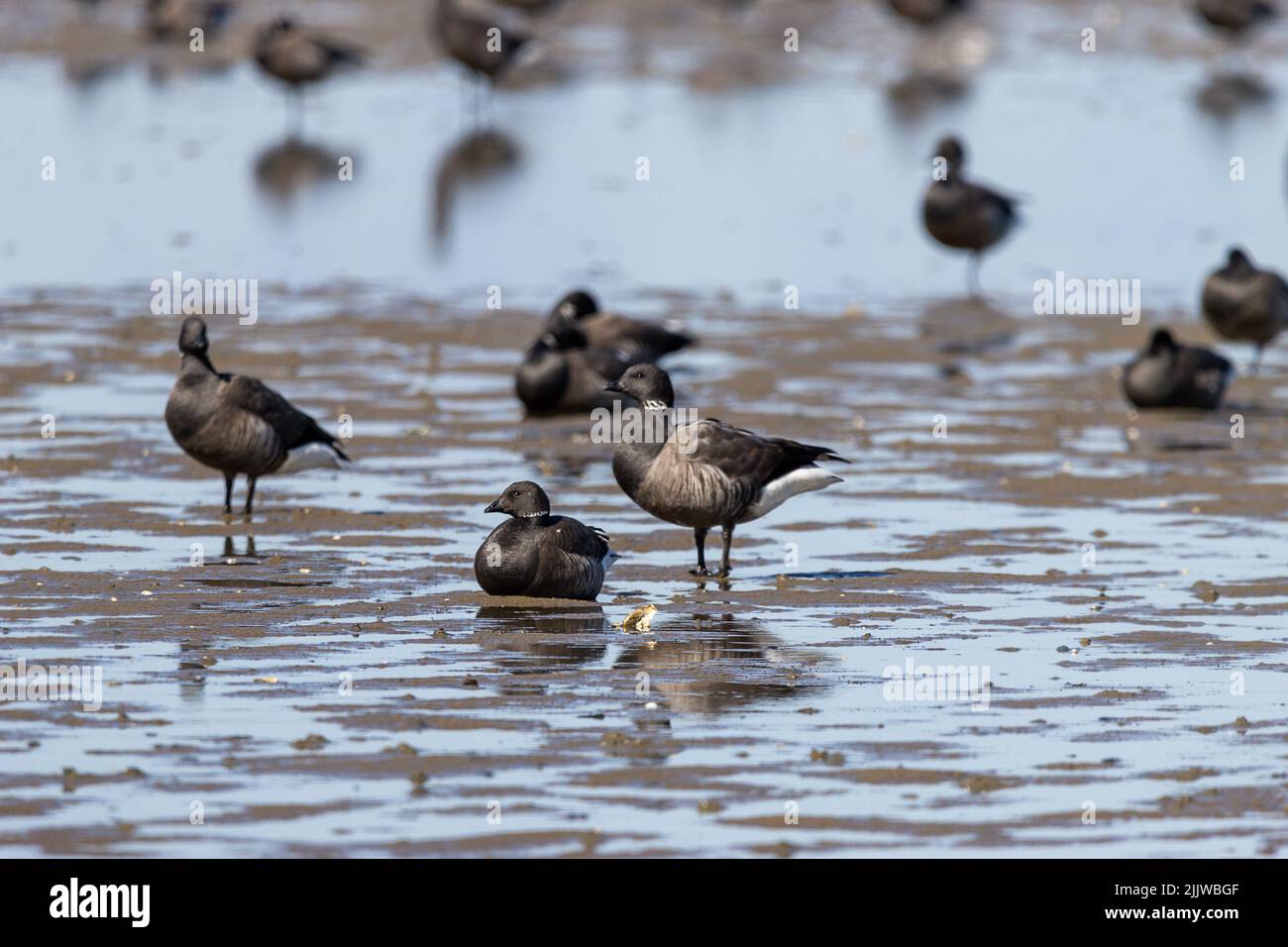 A flock of brant geese standing in the mudflats Stock Photo - Alamy
