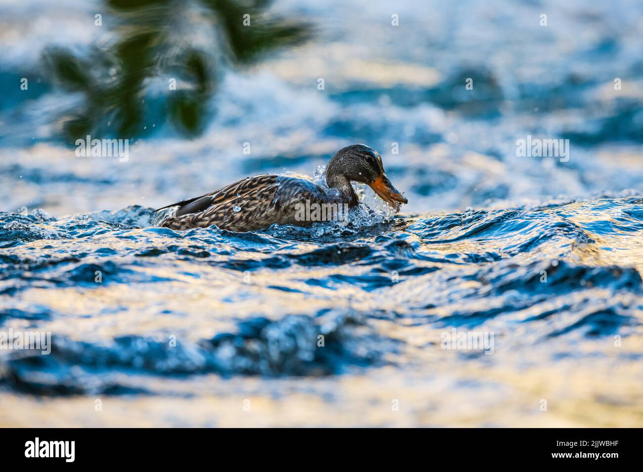 An action packed image of a female mallard duck / arty Stock Photo - Alamy