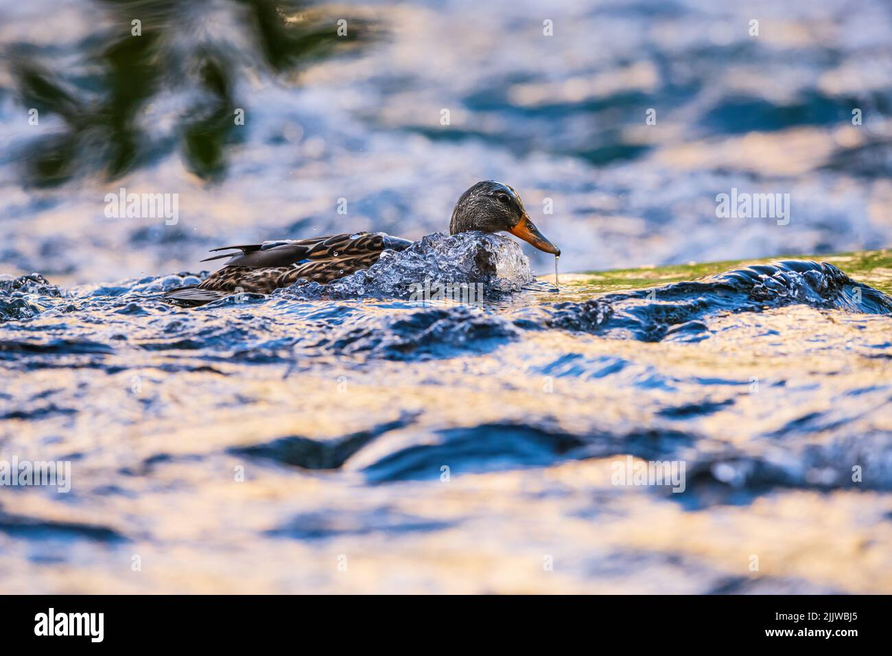 An action packed image of a female mallard duck / arty Stock Photo - Alamy