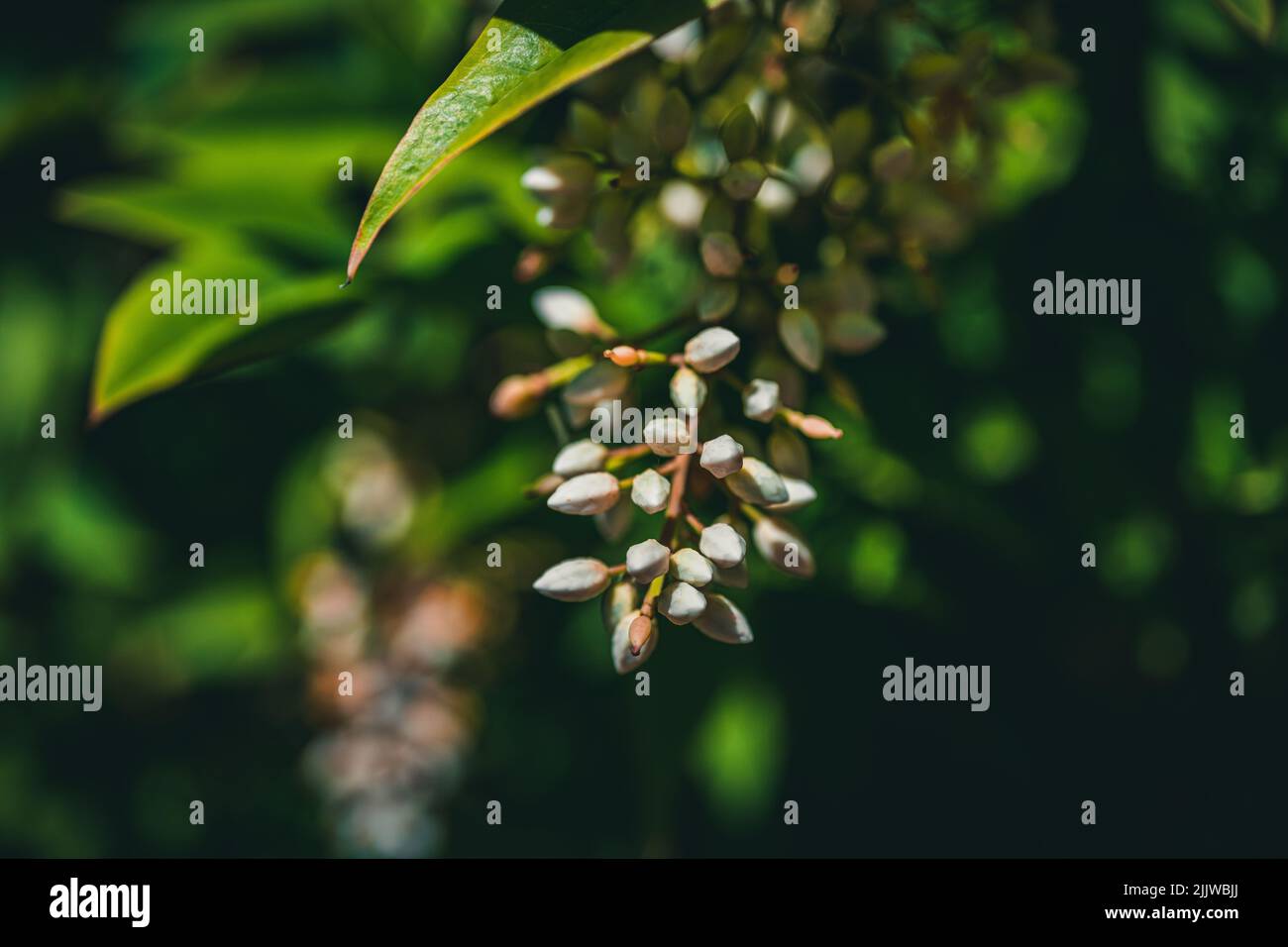 Nandina domestica isolated. Heavenly bamboo. Heavenly bamboo Gulf ...