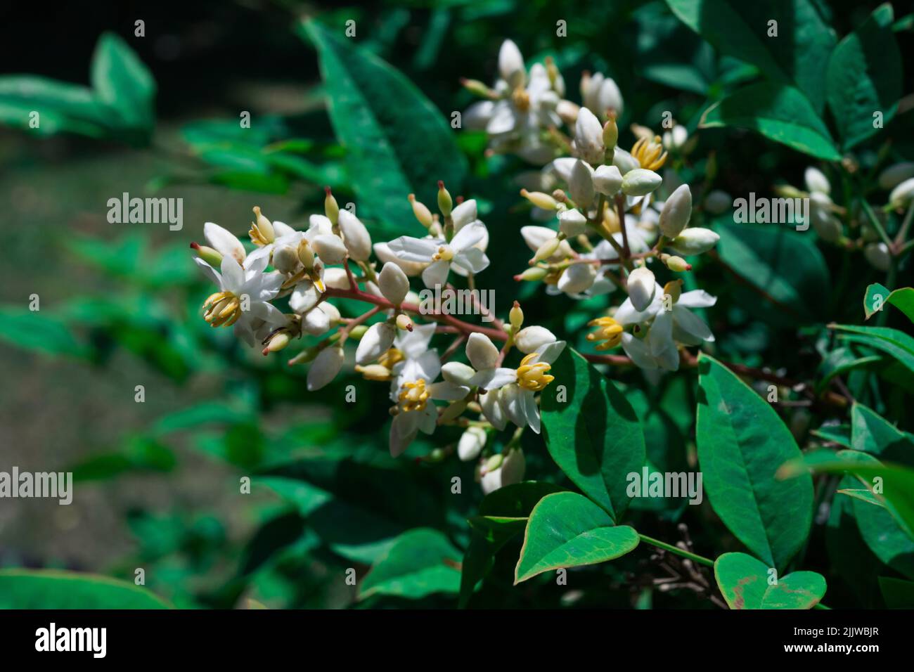 Nandina domestica isolated. Heavenly bamboo. Heavenly bamboo Gulf ...