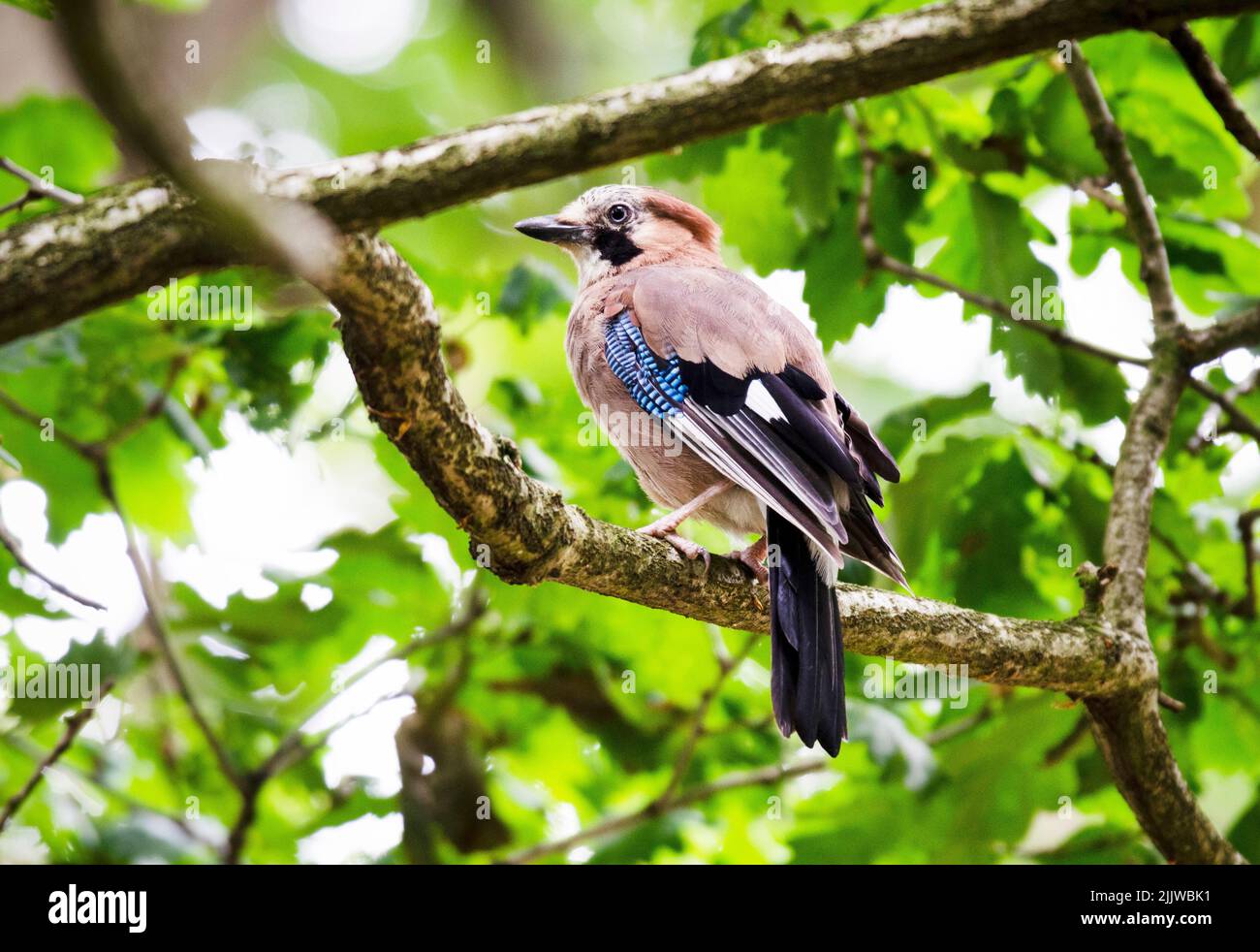 A young Jay perched in an Oak tree showing its blue wing feathers Stock ...