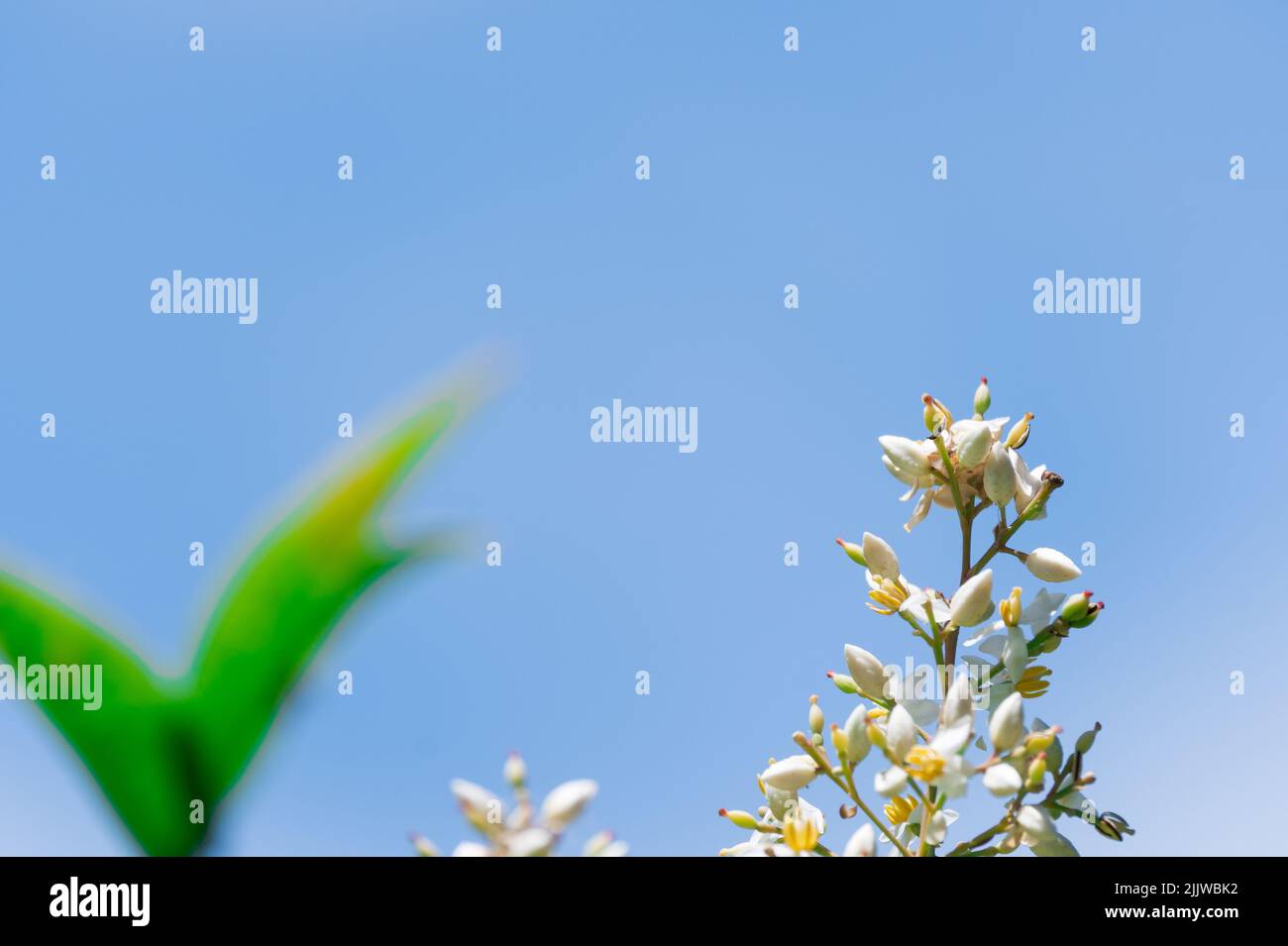 Nandina domestica isolated. Heavenly bamboo. Heavenly bamboo Gulf ...
