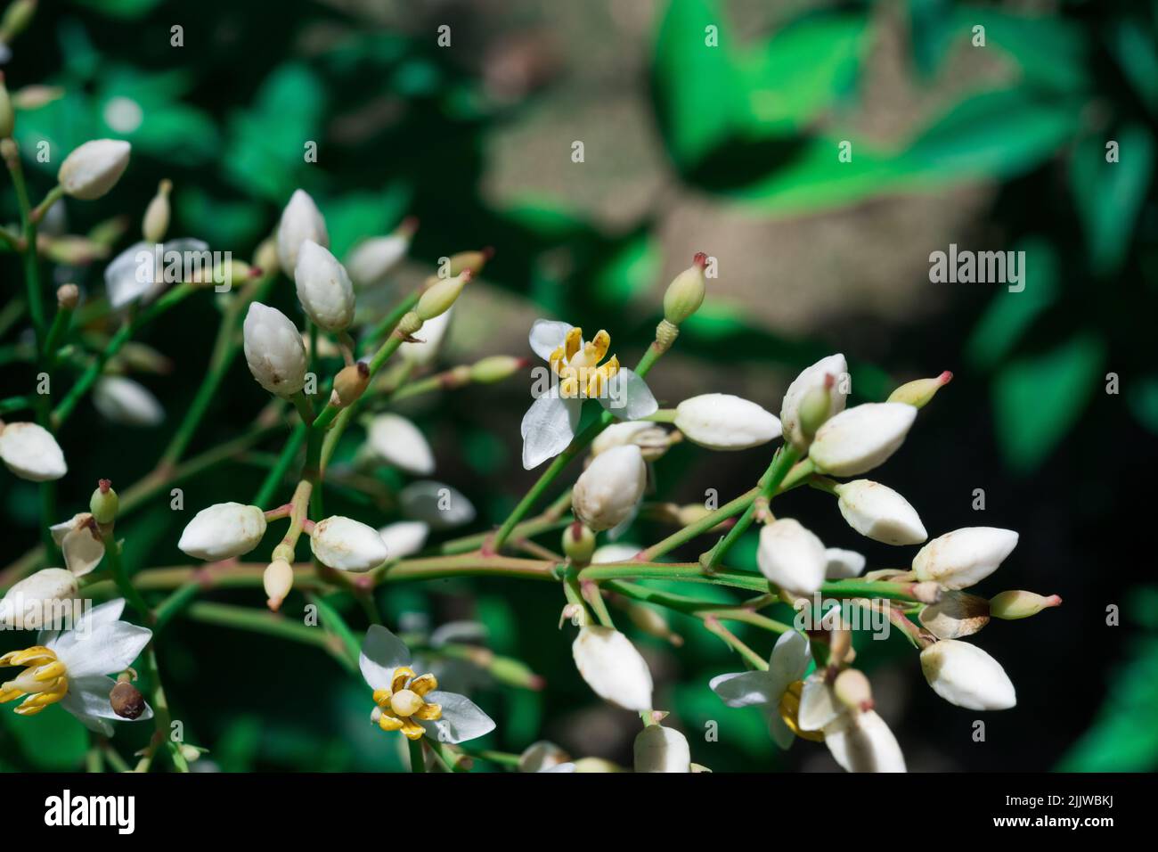 Nandina domestica isolated. Heavenly bamboo. Heavenly bamboo Gulf ...