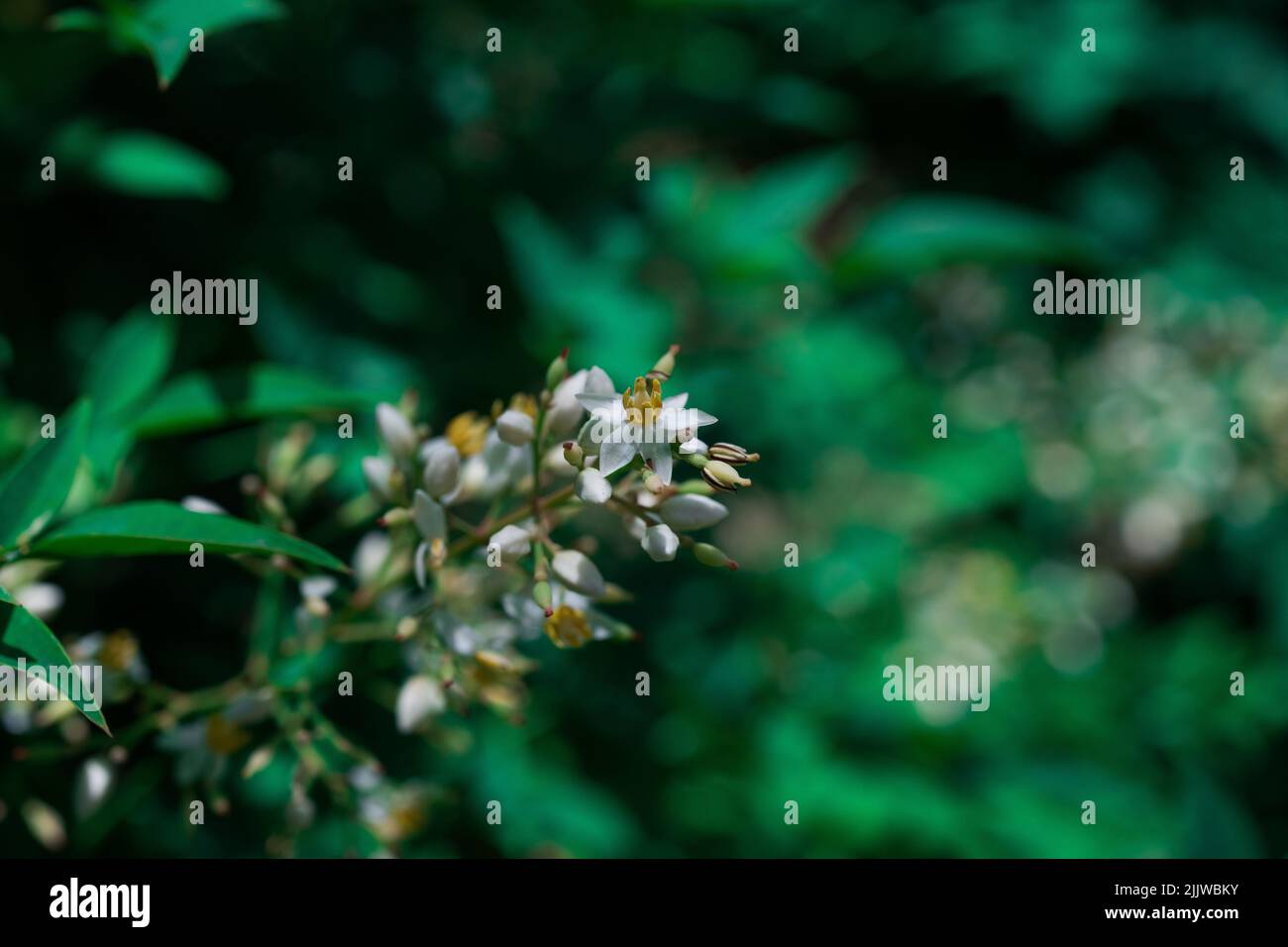 Nandina domestica isolated. Heavenly bamboo. Heavenly bamboo Gulf ...