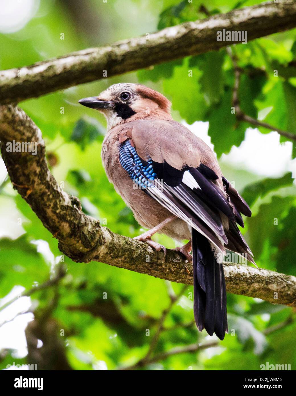 A young Jay perched in an Oak tree showing its blue wing feathers Stock ...