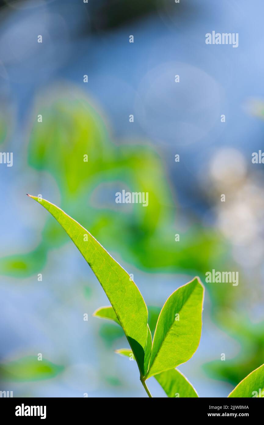 Nandina domestica isolated. Heavenly bamboo. Heavenly bamboo Gulf ...