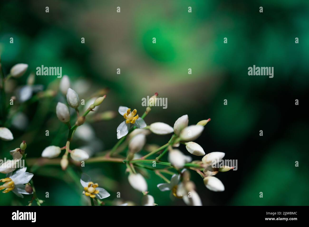 Nandina domestica isolated. Heavenly bamboo. Heavenly bamboo Gulf ...