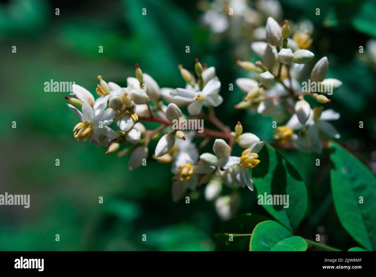 Nandina domestica isolated. Heavenly bamboo. Heavenly bamboo Gulf ...