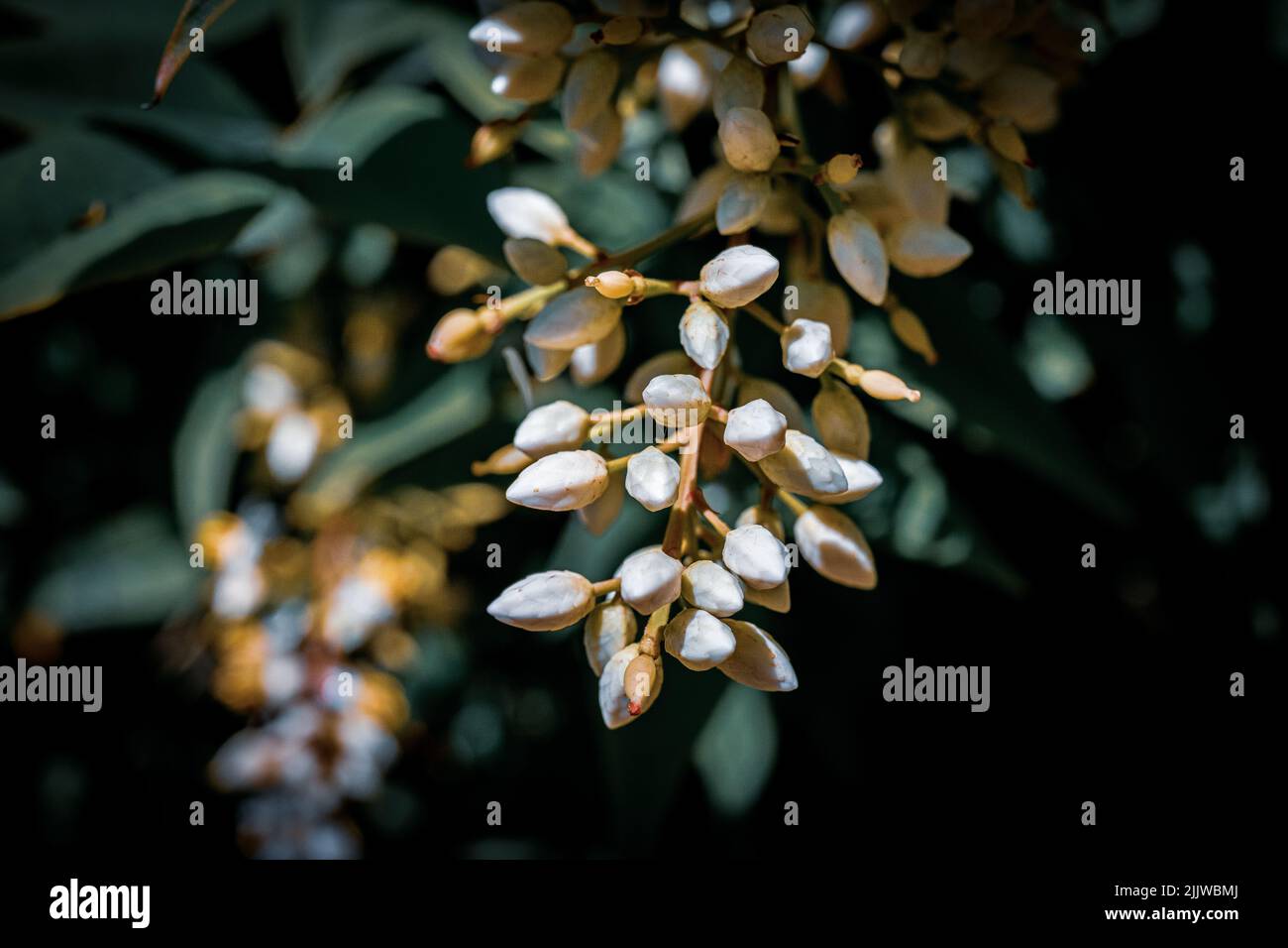 Nandina domestica isolated. Heavenly bamboo. Heavenly bamboo Gulf ...