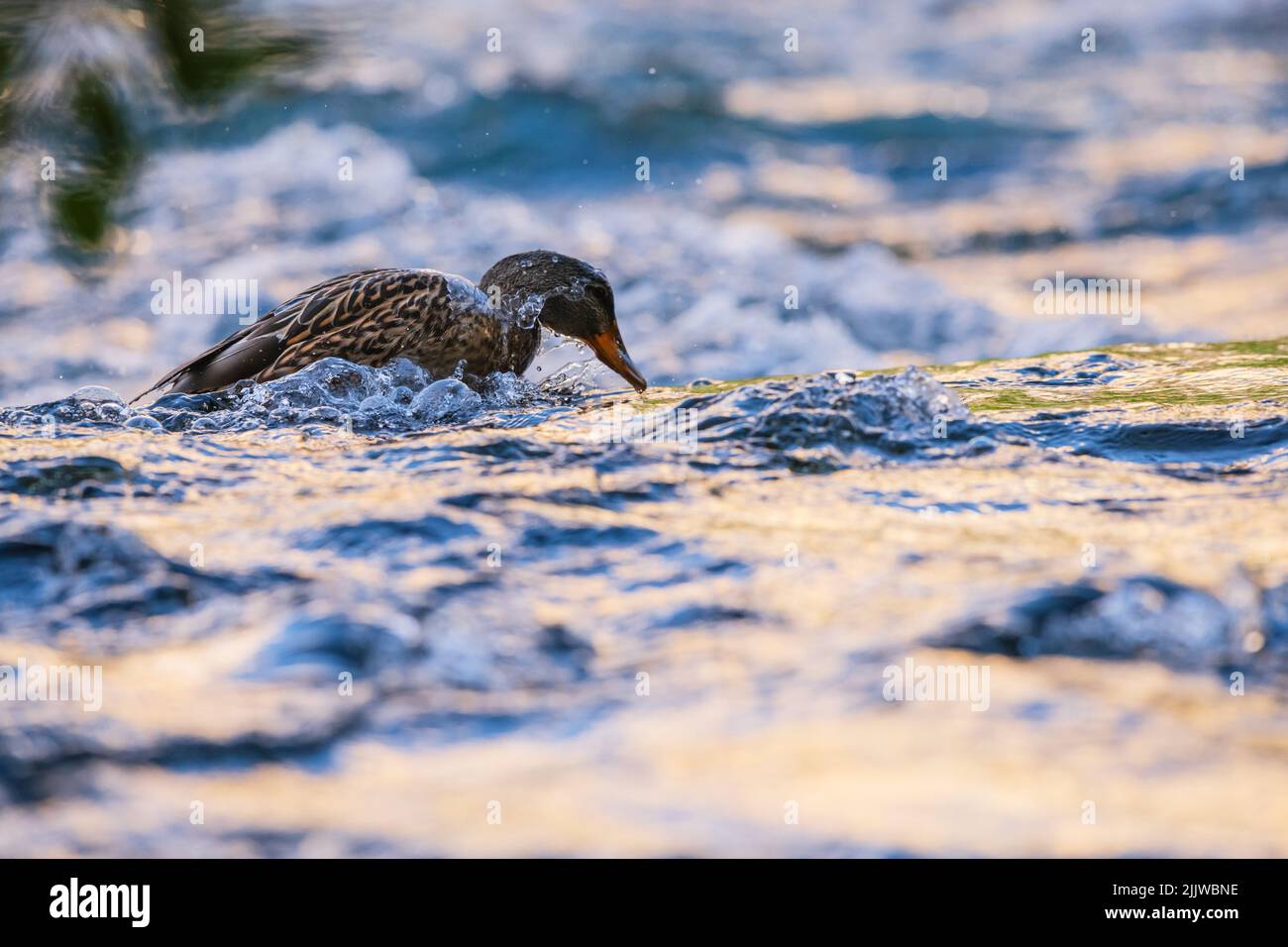 An action packed image of a female mallard duck / arty Stock Photo - Alamy