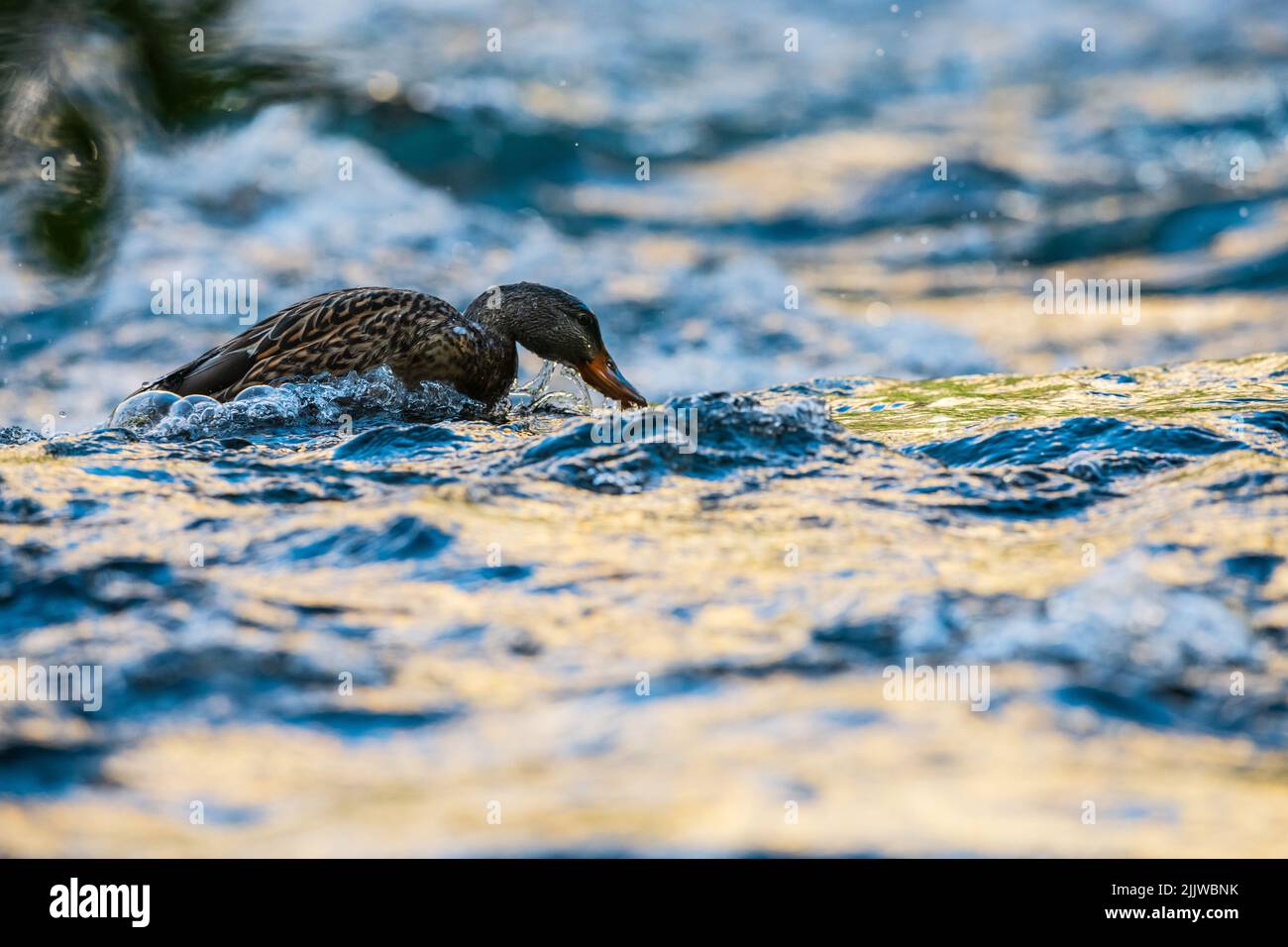 An action packed image of a female mallard duck / arty Stock Photo - Alamy