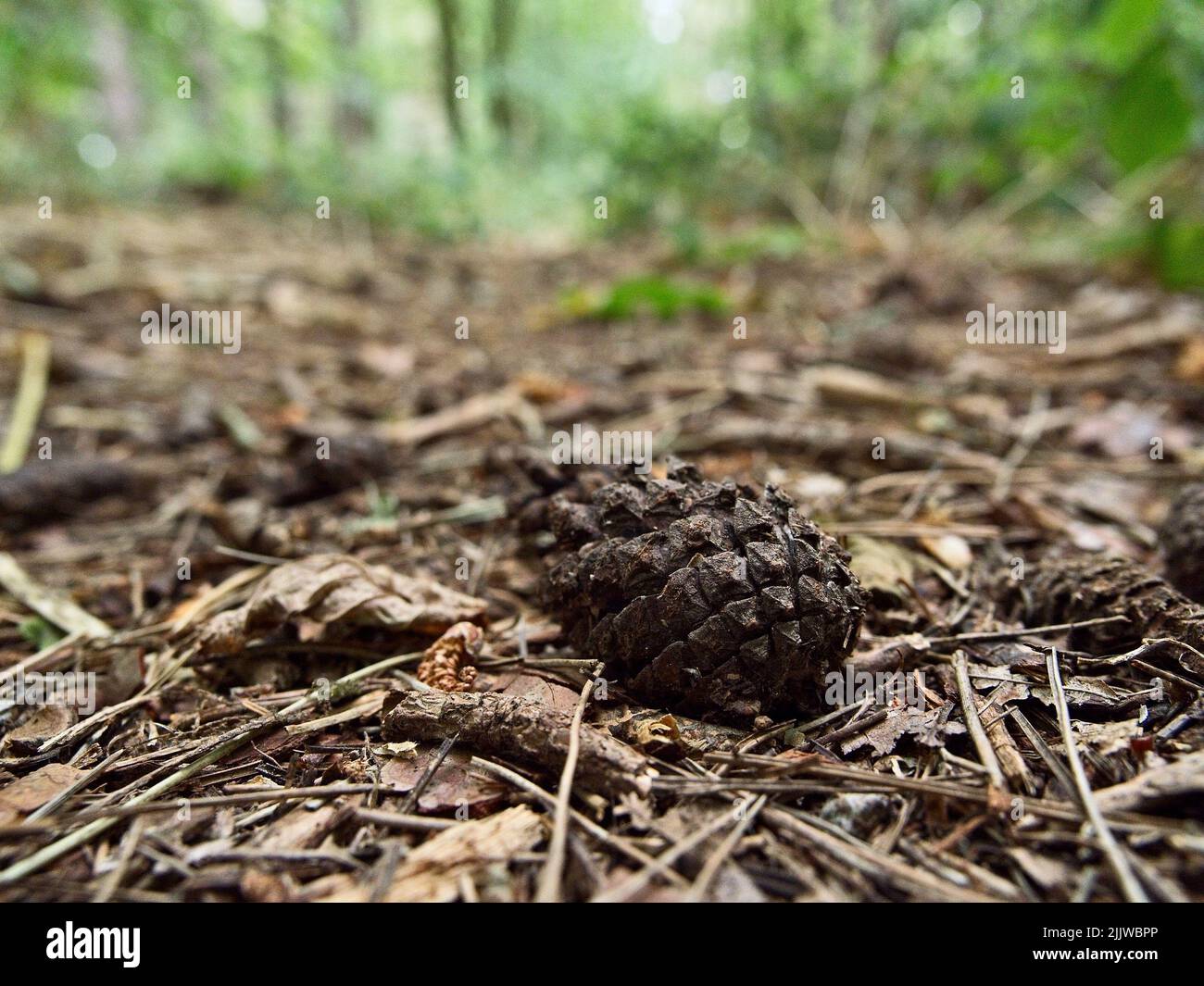 Woodlands in berkshire uk hi-res stock photography and images - Alamy