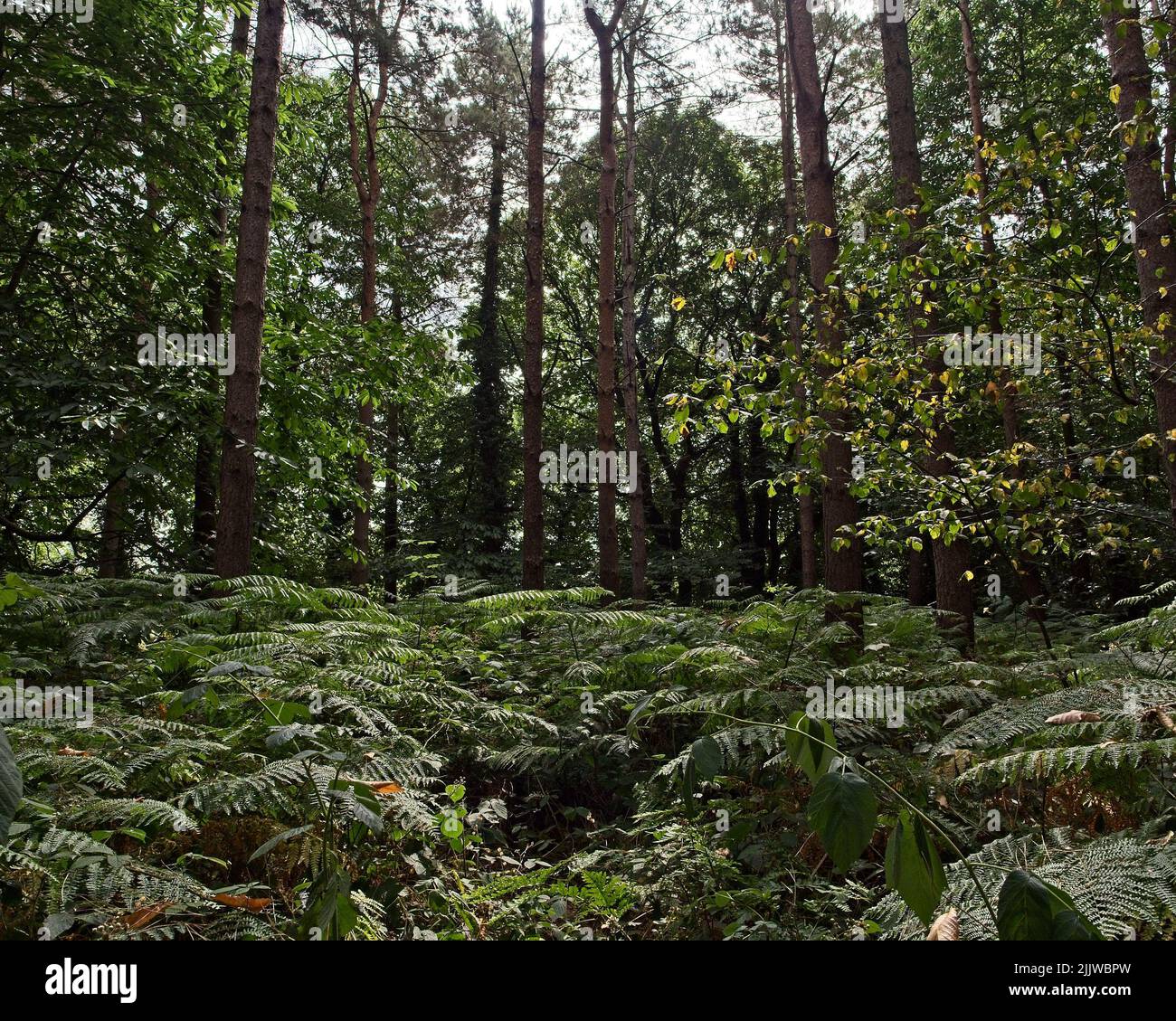 Sulham hi-res stock photography and images - Alamy