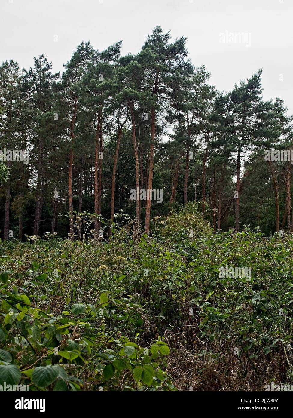 Sulham wood hi-res stock photography and images - Alamy
