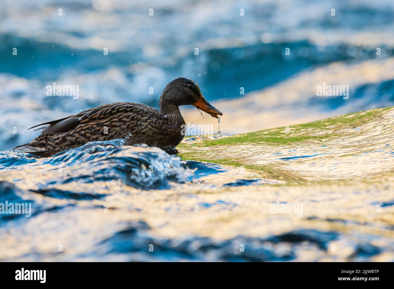 An action packed image of a female mallard duck / arty Stock Photo - Alamy