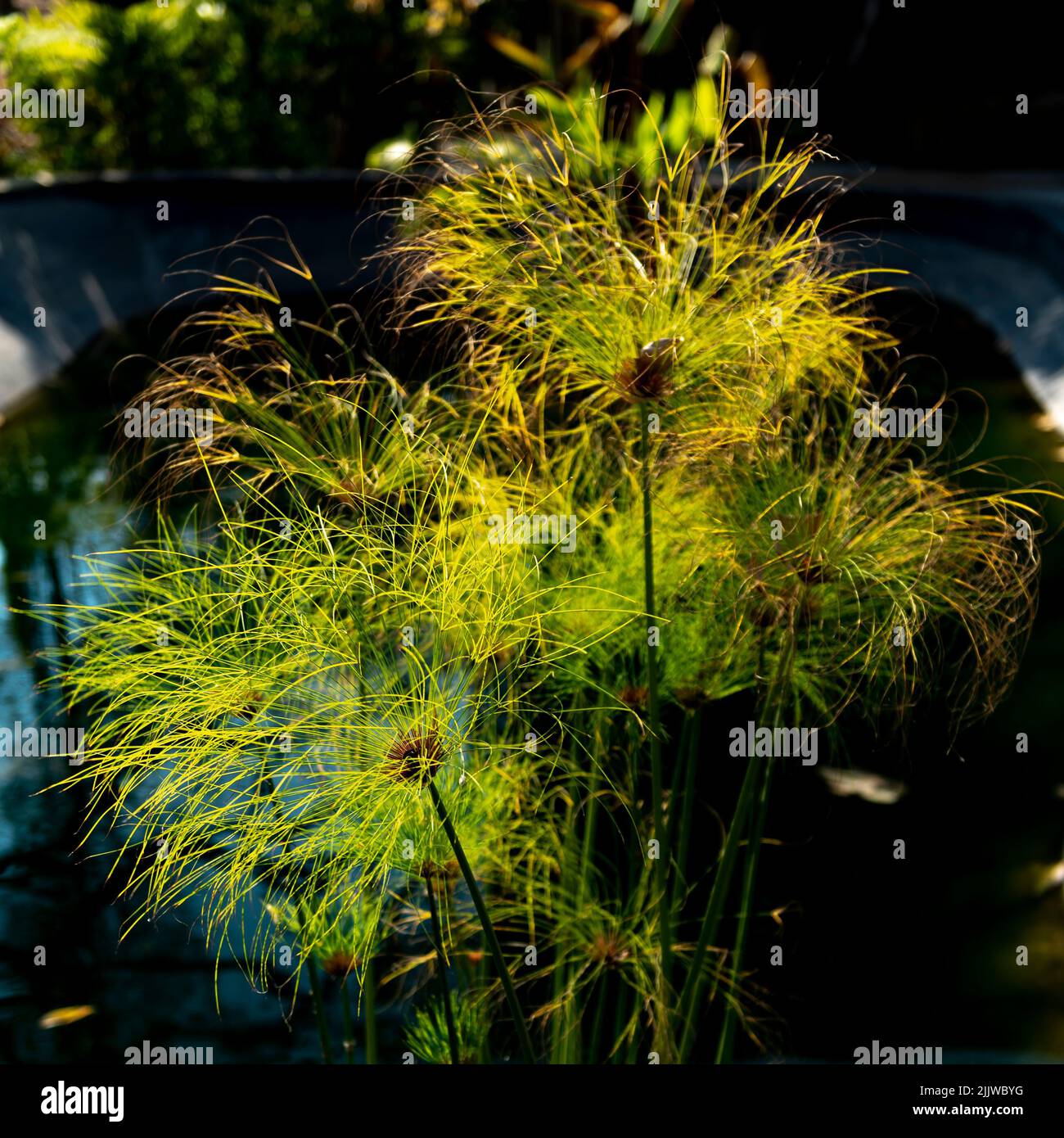 Papyrus plant cyperus papyrus hi-res stock photography and images - Alamy