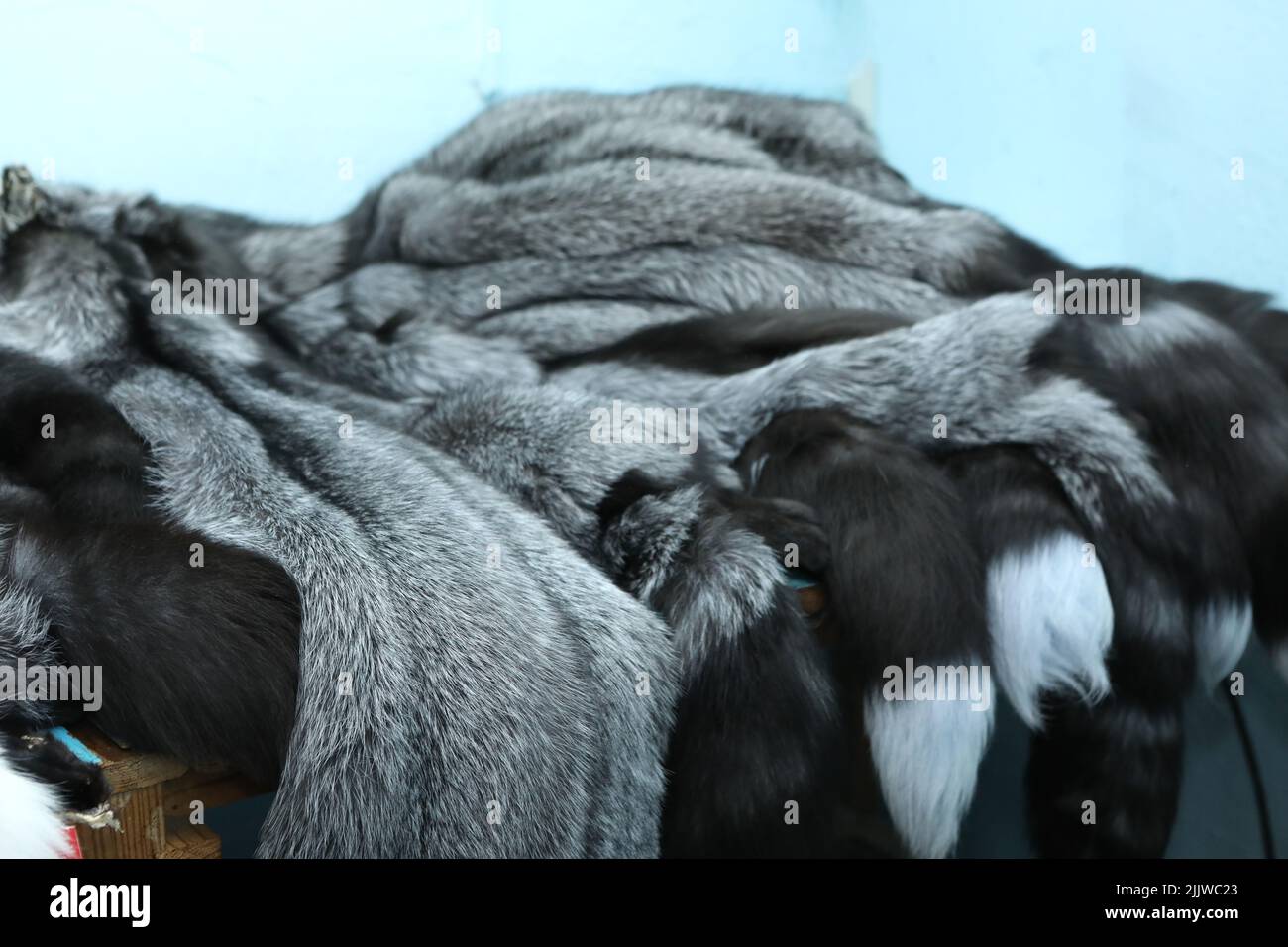 Finished skins from animals. Mink, arctic fox skins from animals. Mink ...