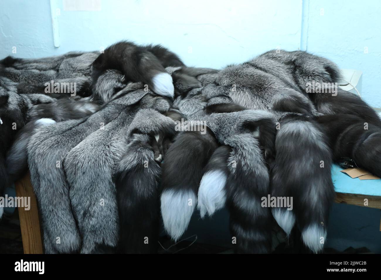 Finished skins from animals. Mink, arctic fox skins from animals. Mink ...
