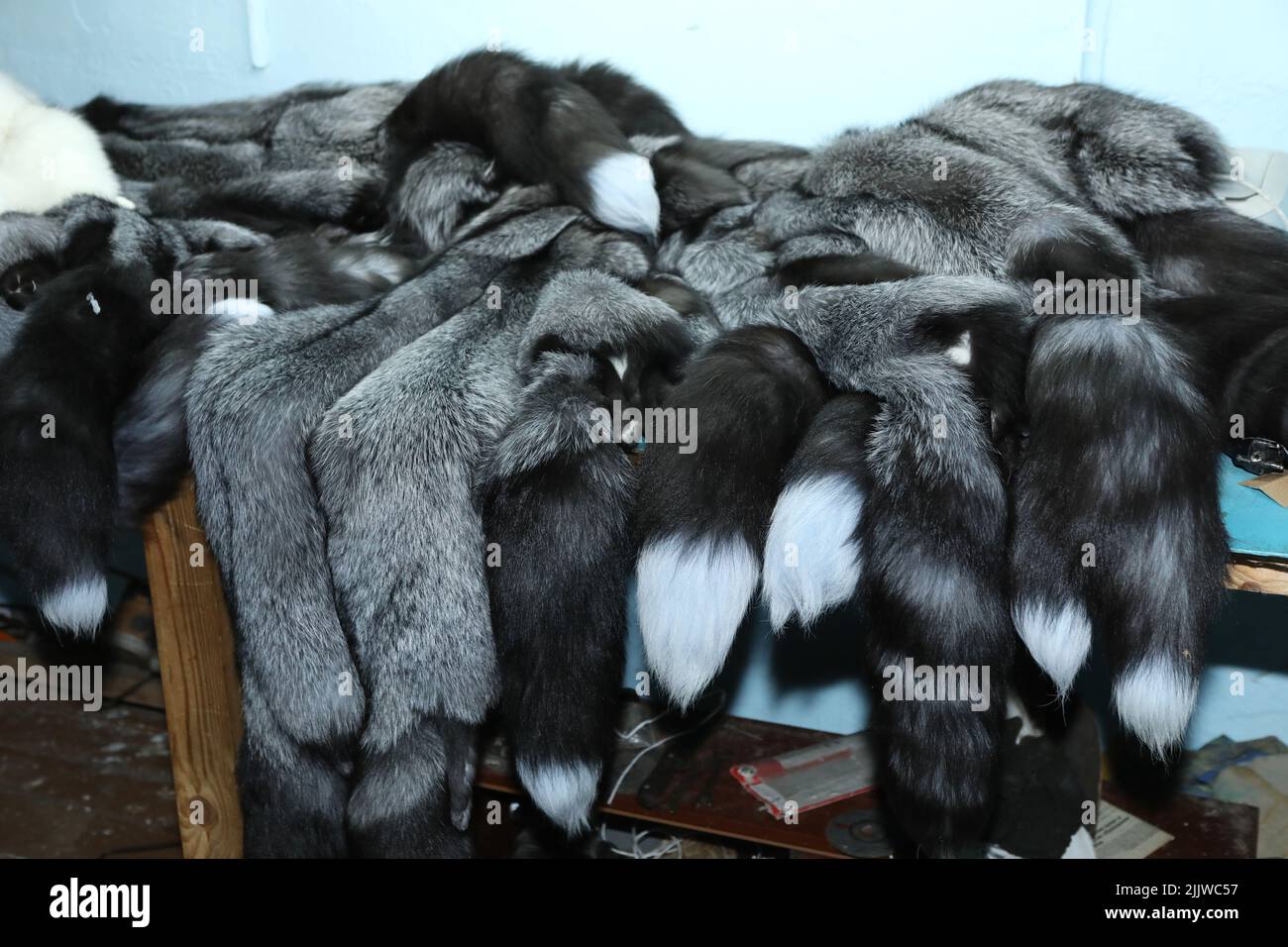 Finished skins from animals. Mink, arctic fox skins from animals. Mink ...