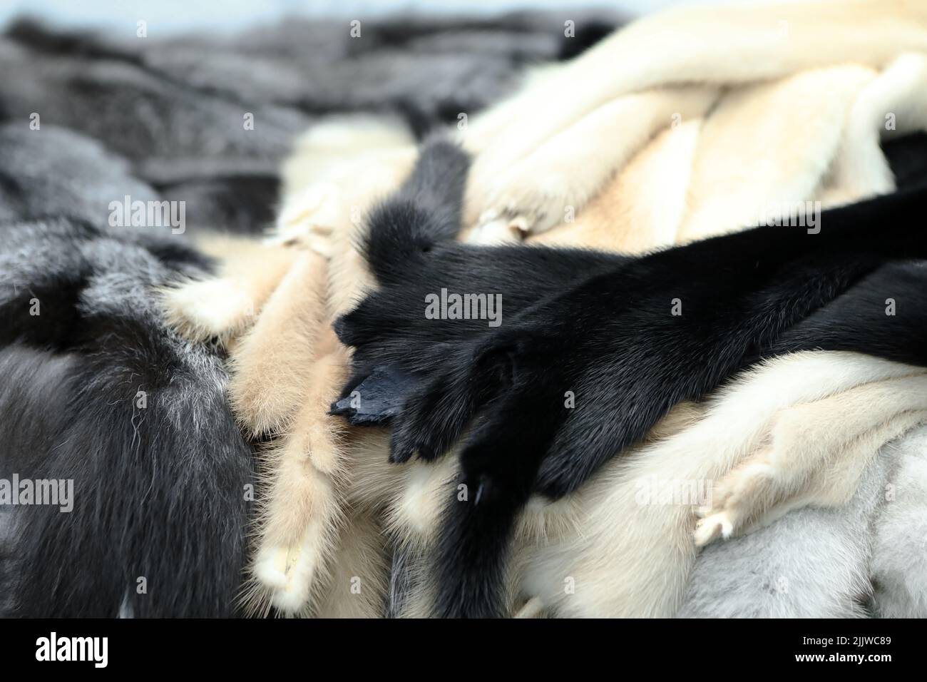 Finished skins from animals. Mink, arctic fox skins from animals. Mink ...