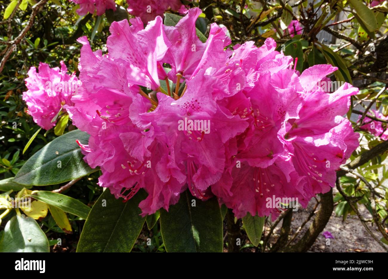 Colors of happy azalea bush in full bloom in midsummer Stock Photo - Alamy