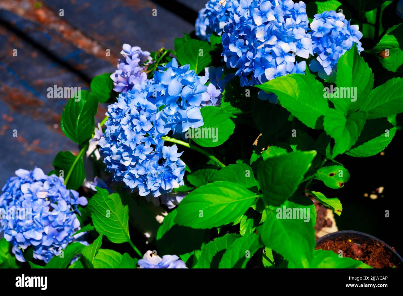 Blue Hydrangea macrophylla, commonly referred to as bigleaf hydrangea ...