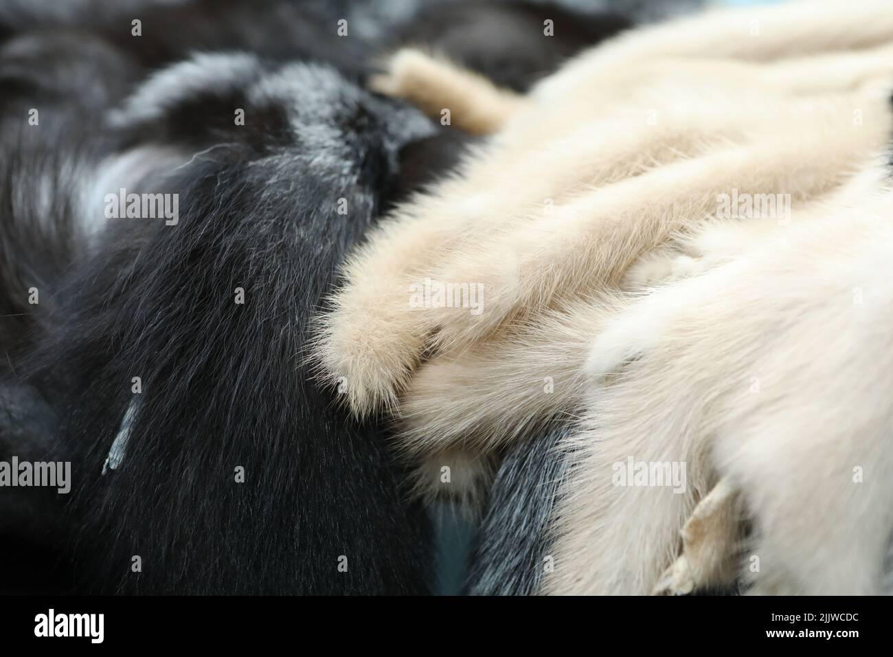 Finished skins from animals. Mink, arctic fox skins from animals. Mink ...