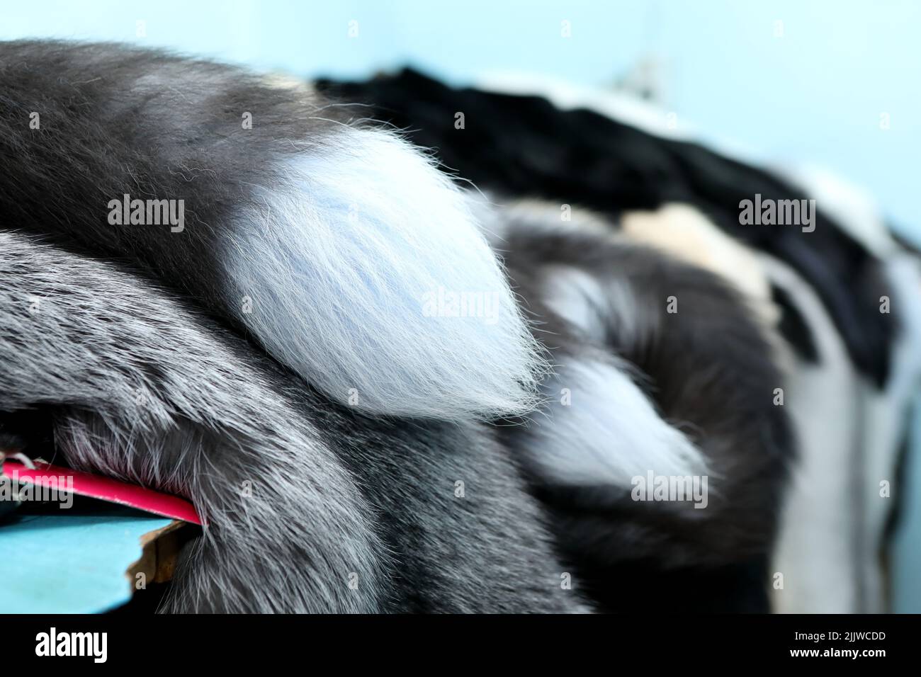 Finished skins from animals. Mink, arctic fox skins from animals. Mink ...