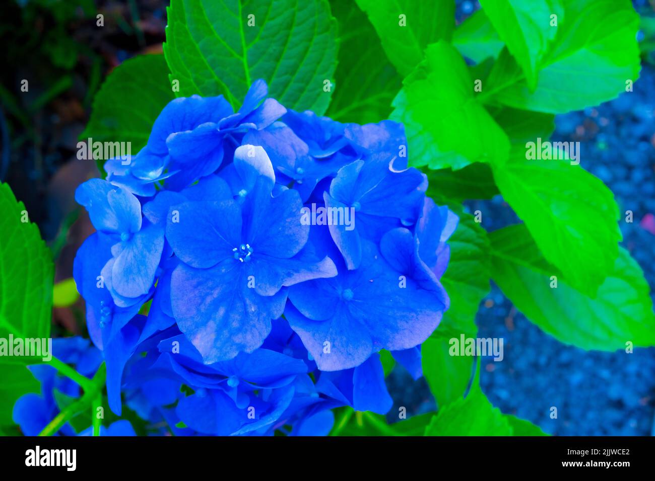 Blue Hydrangea macrophylla, commonly referred to as bigleaf hydrangea ...