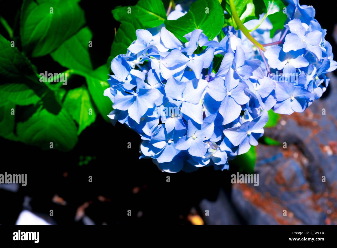 Blue Hydrangea macrophylla, commonly referred to as bigleaf hydrangea ...