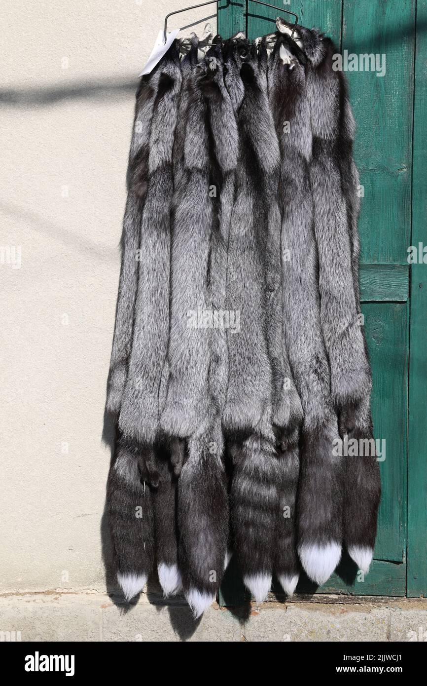 Finished skins from animals. Mink, arctic fox skins from animals. Mink ...