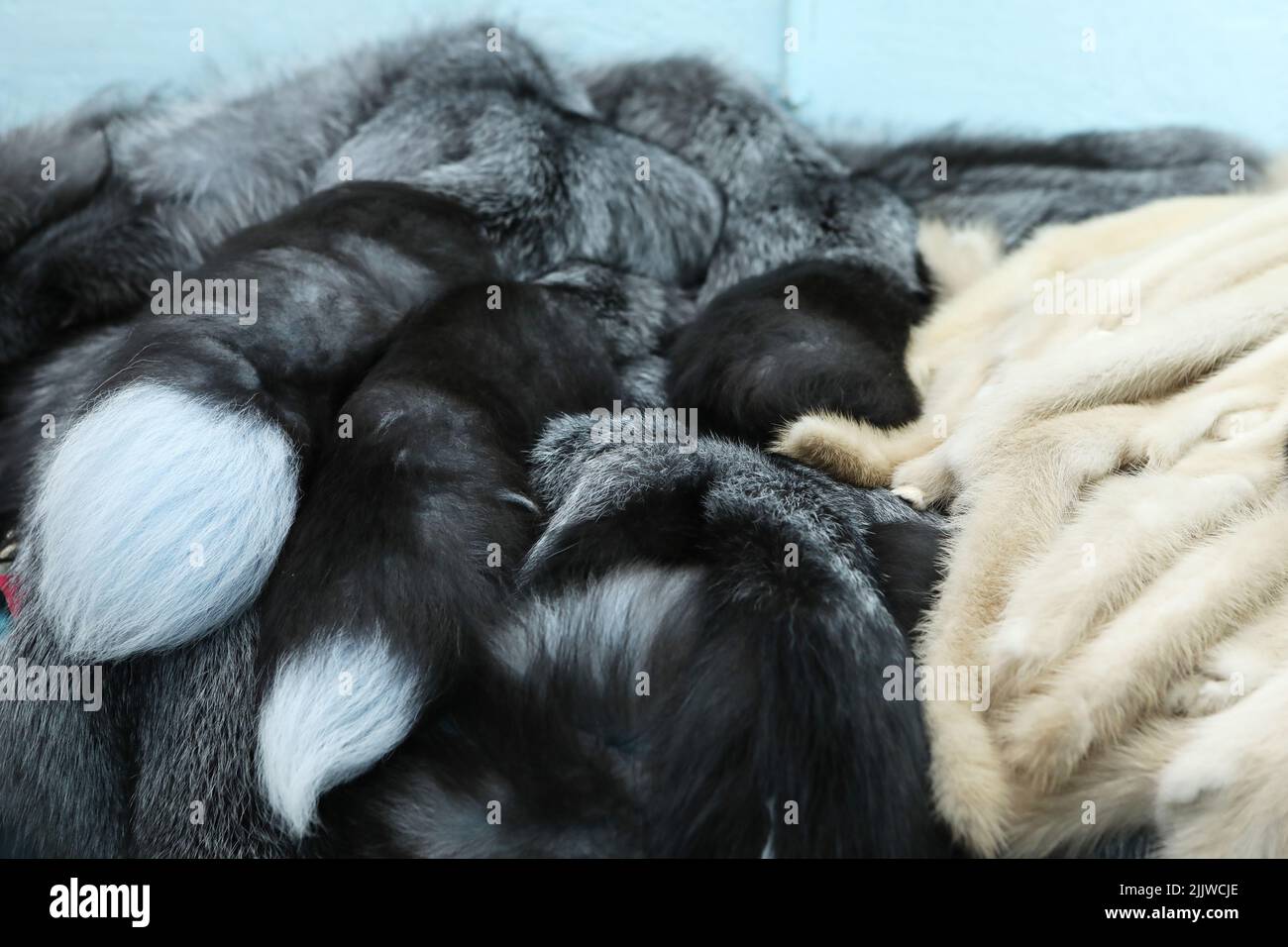 Finished skins from animals. Mink, arctic fox skins from animals. Mink ...