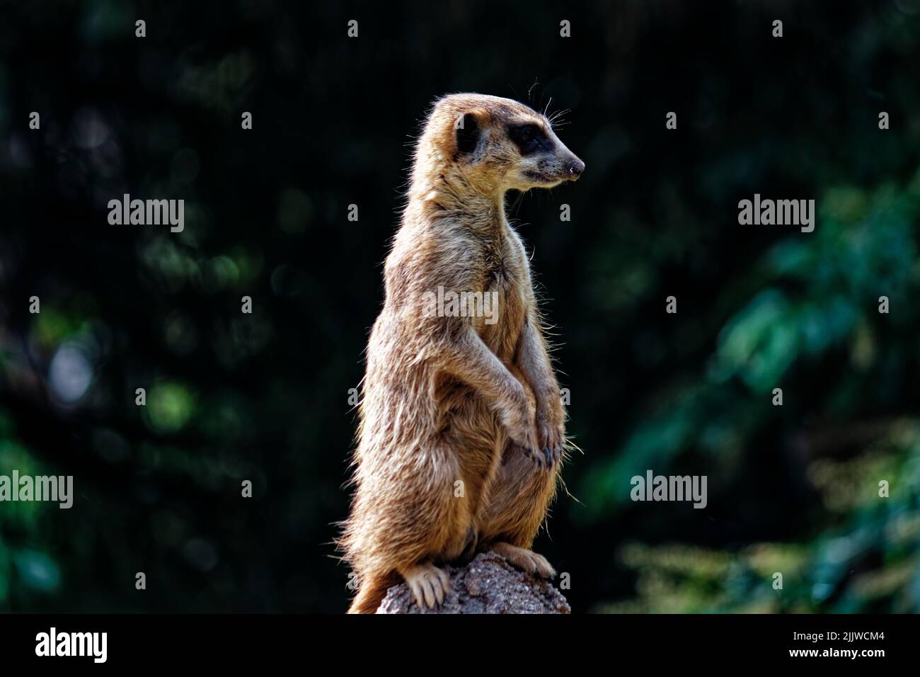 Earth Maiden at Leipzig Zoo guards its burrow from enemies Stock Photo ...
