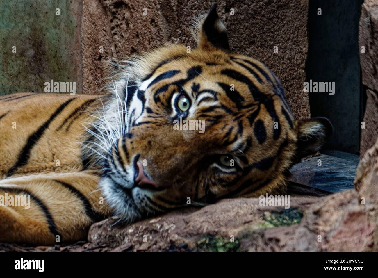 Tiger at Frankfurt Zoo waking up looking at the camera Stock Photo - Alamy