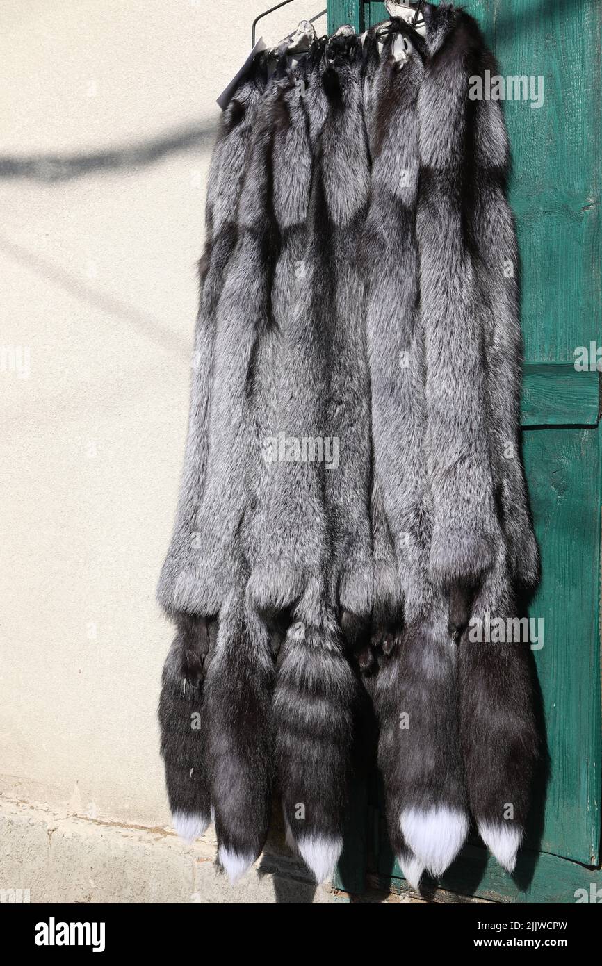 Finished skins from animals. Mink, arctic fox skins from animals. Mink ...